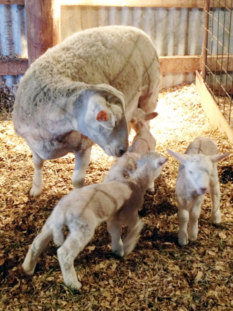 EWES FOR SALE – S bar T Livestock